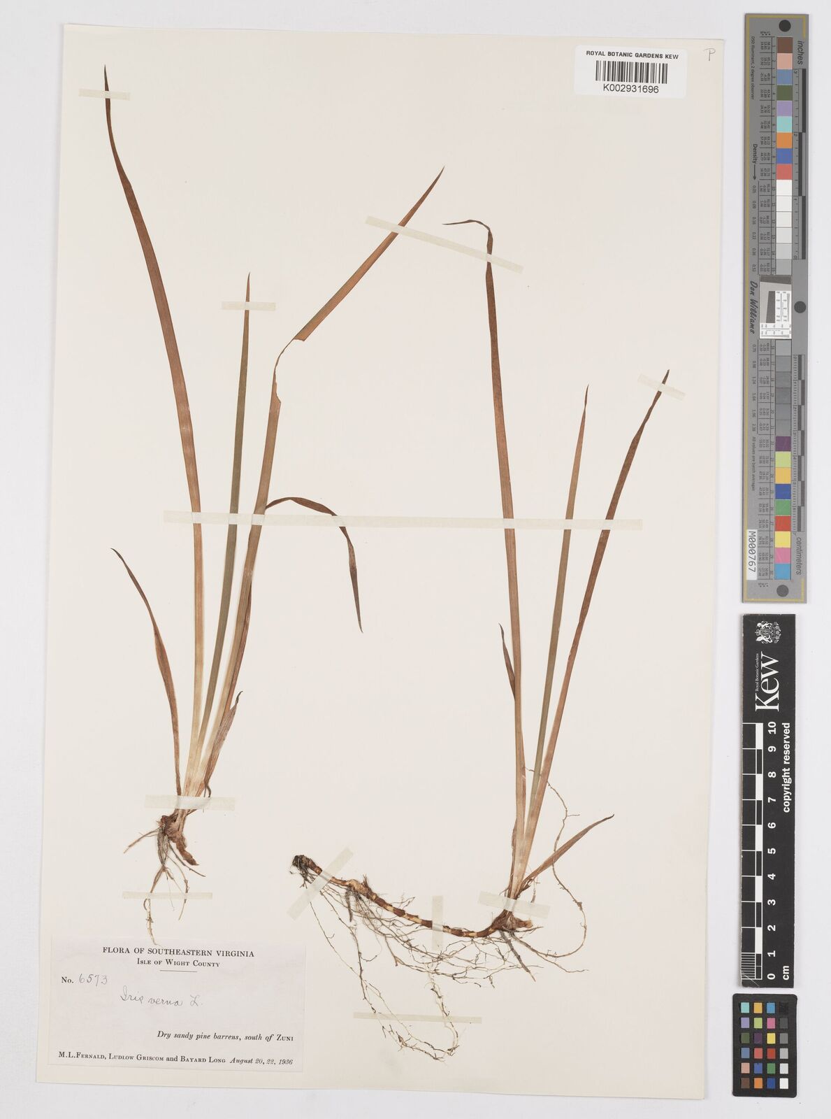Iris verna var. verna | Plants of the World Online | Kew Science