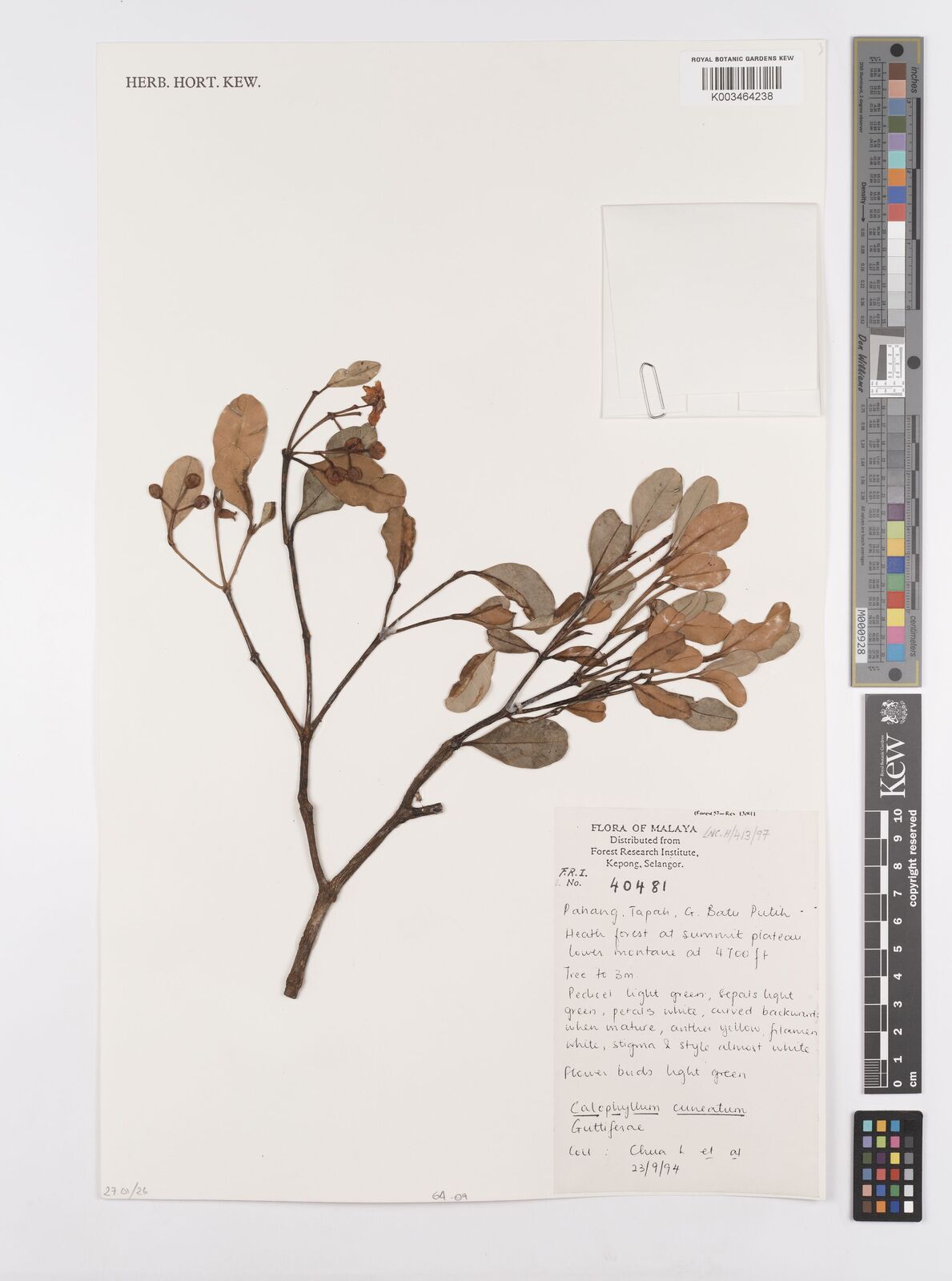 Calophyllum calaba var. cuneatum (M.R.Hend. & Wyatt-Sm.) P.F.Stevens ...