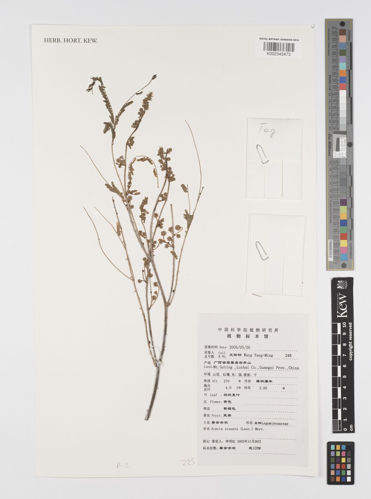 Senegalia rugata (Lam.) Britton & Rose | Plants of the World Online ...