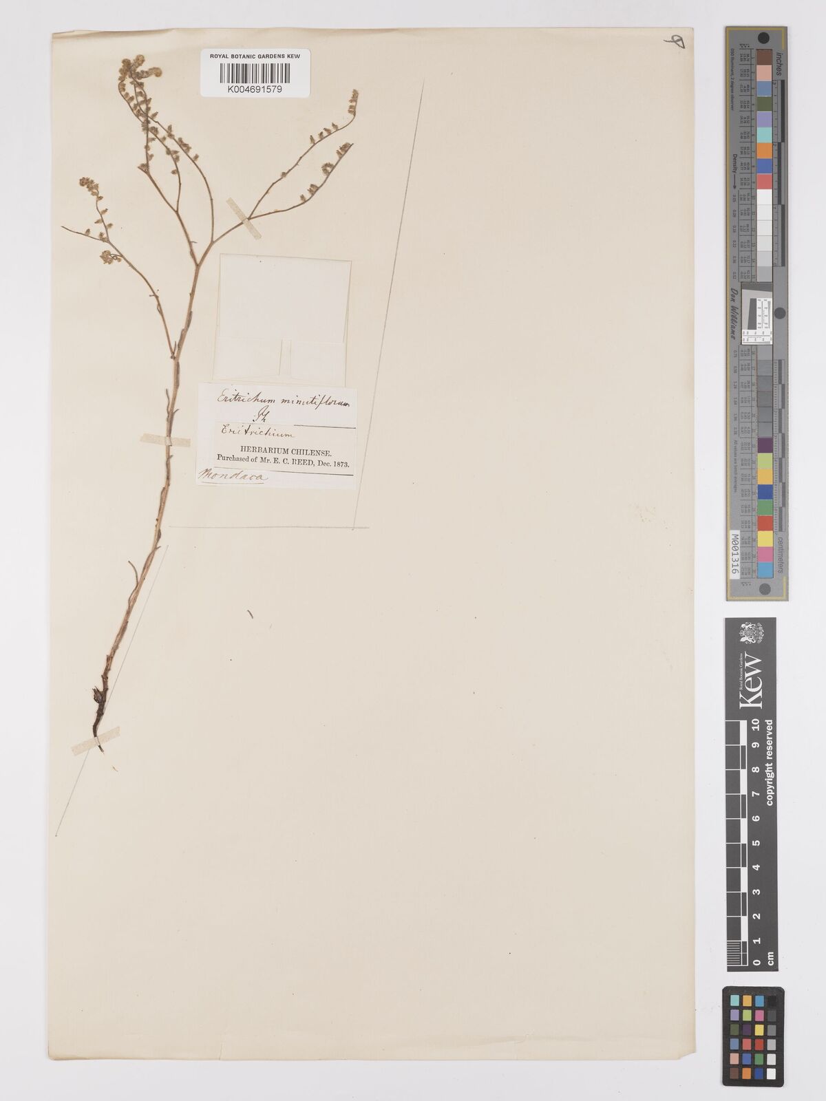 Cryptantha linearis (A.DC.) Greene | Plants of the World Online | Kew ...