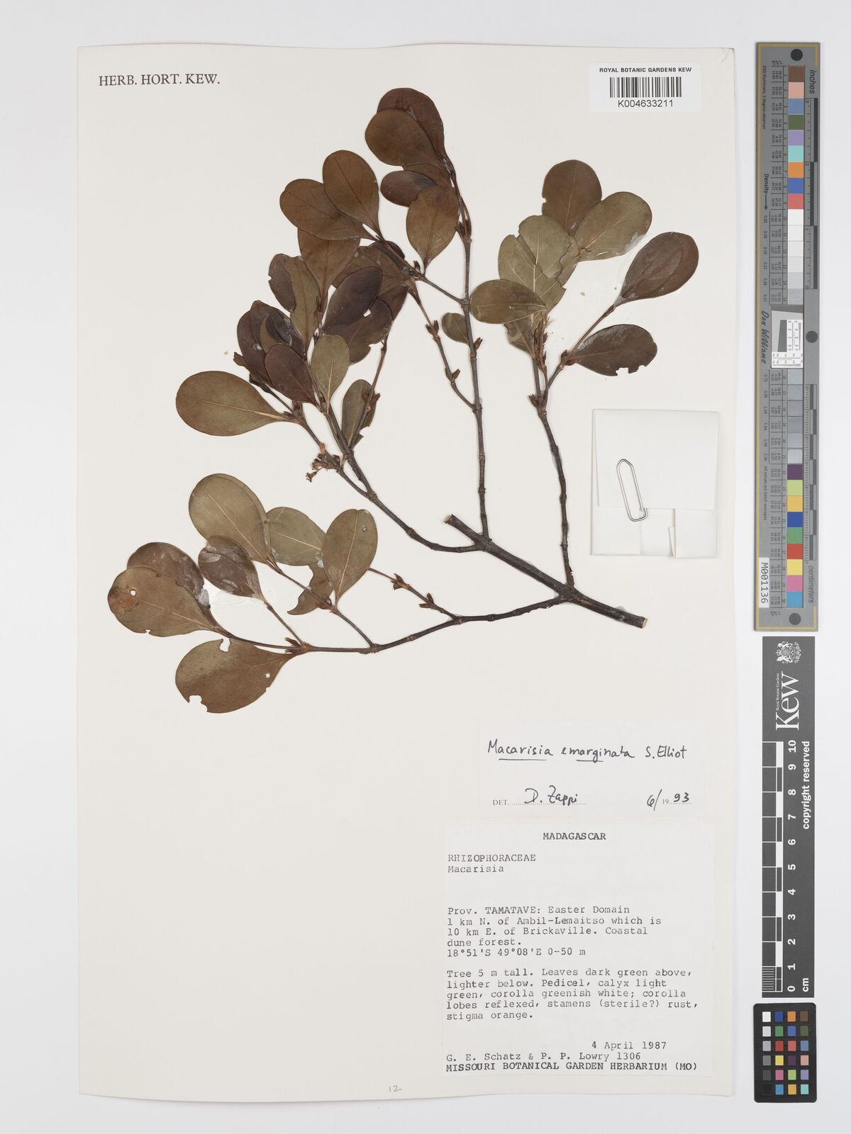 Macarisia emarginata Scott Elliot | Plants of the World Online | Kew ...