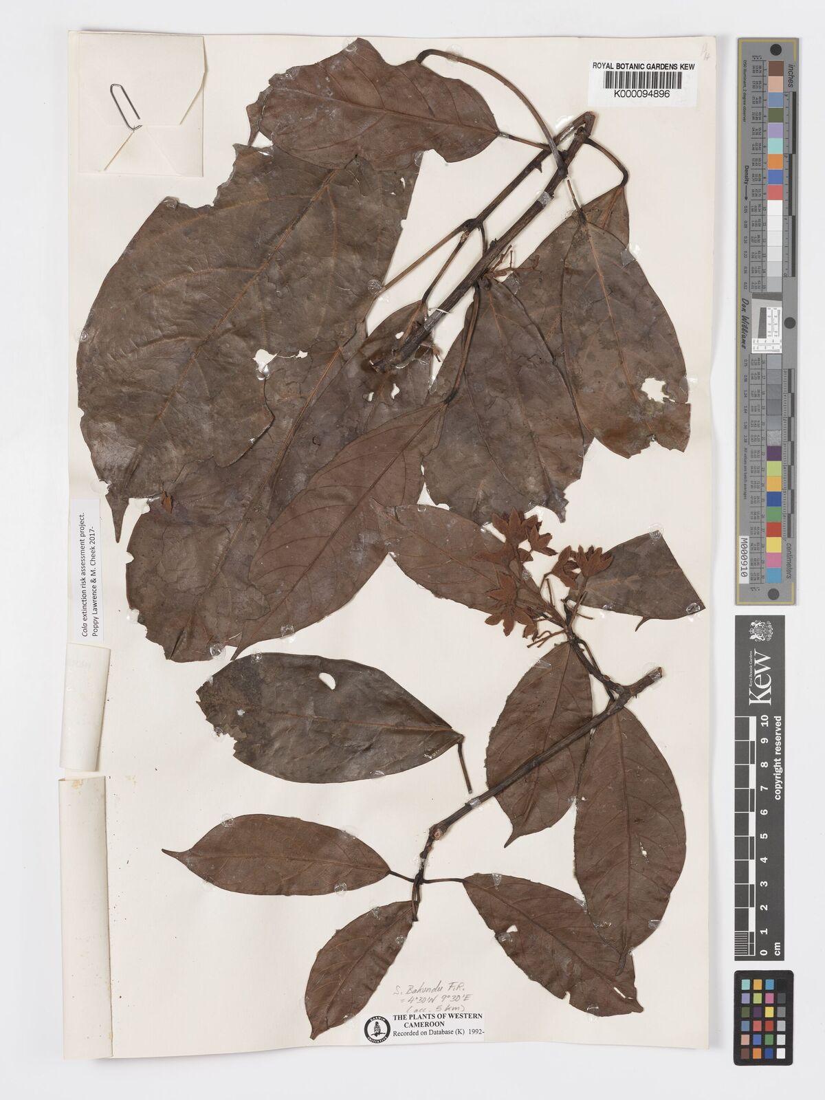 Cola acuminata (P.Beauv.) Schott & Endl. | Plants of the World Online ...