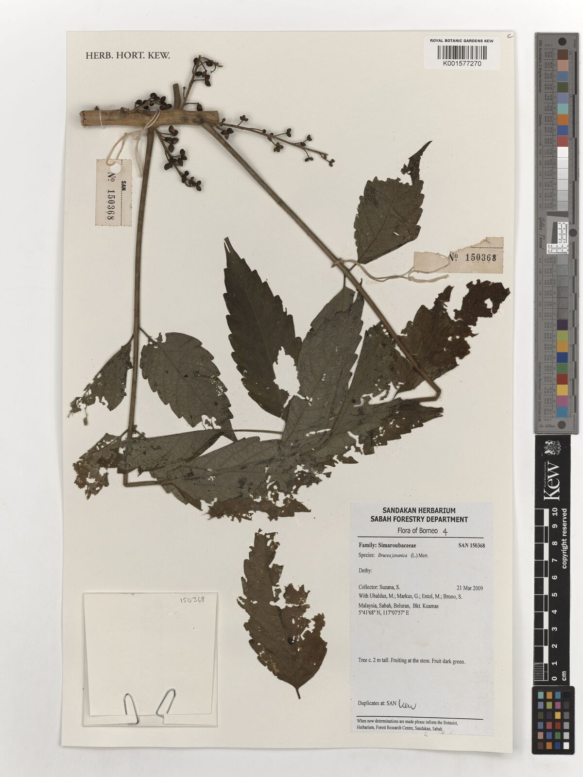 Brucea javanica (L.) Merr. | Plants of the World Online | Kew Science