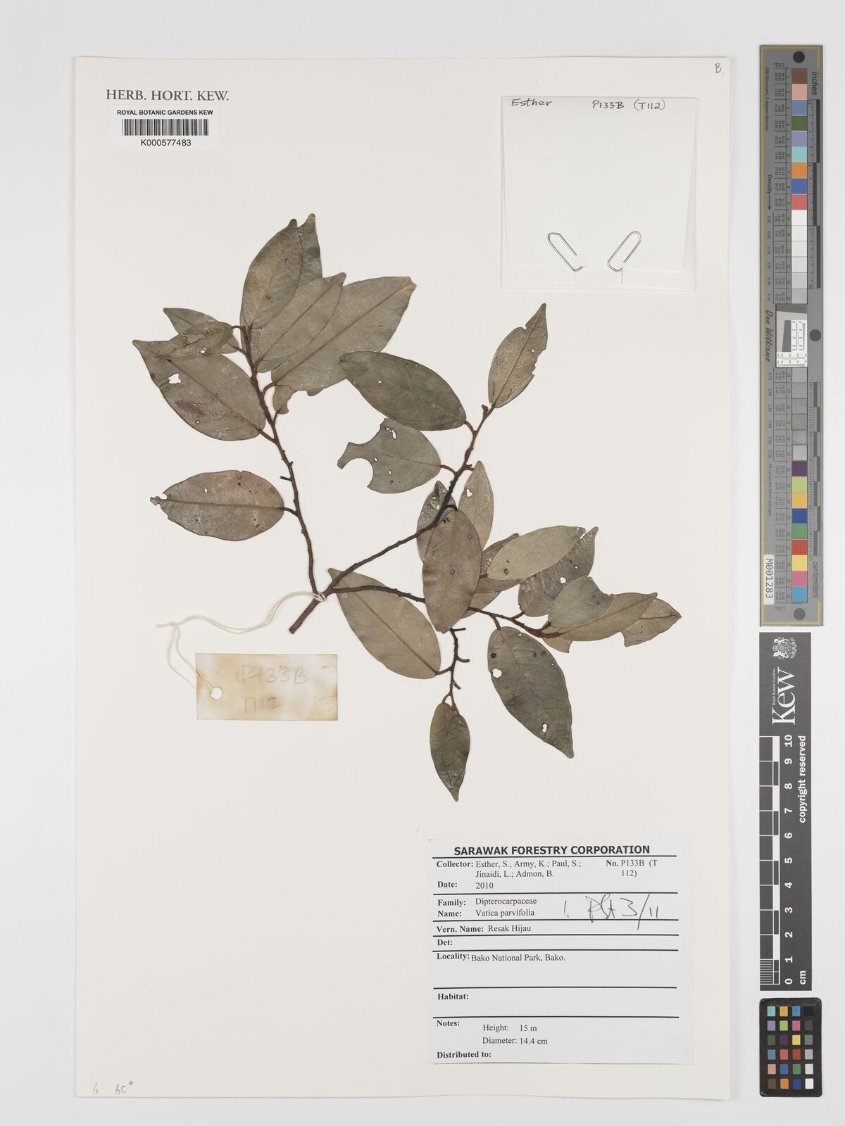 Vatica parvifolia P.S.Ashton | Plants of the World Online | Kew Science