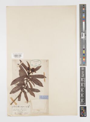 Ploiarium Korth. | Plants of the World Online | Kew Science