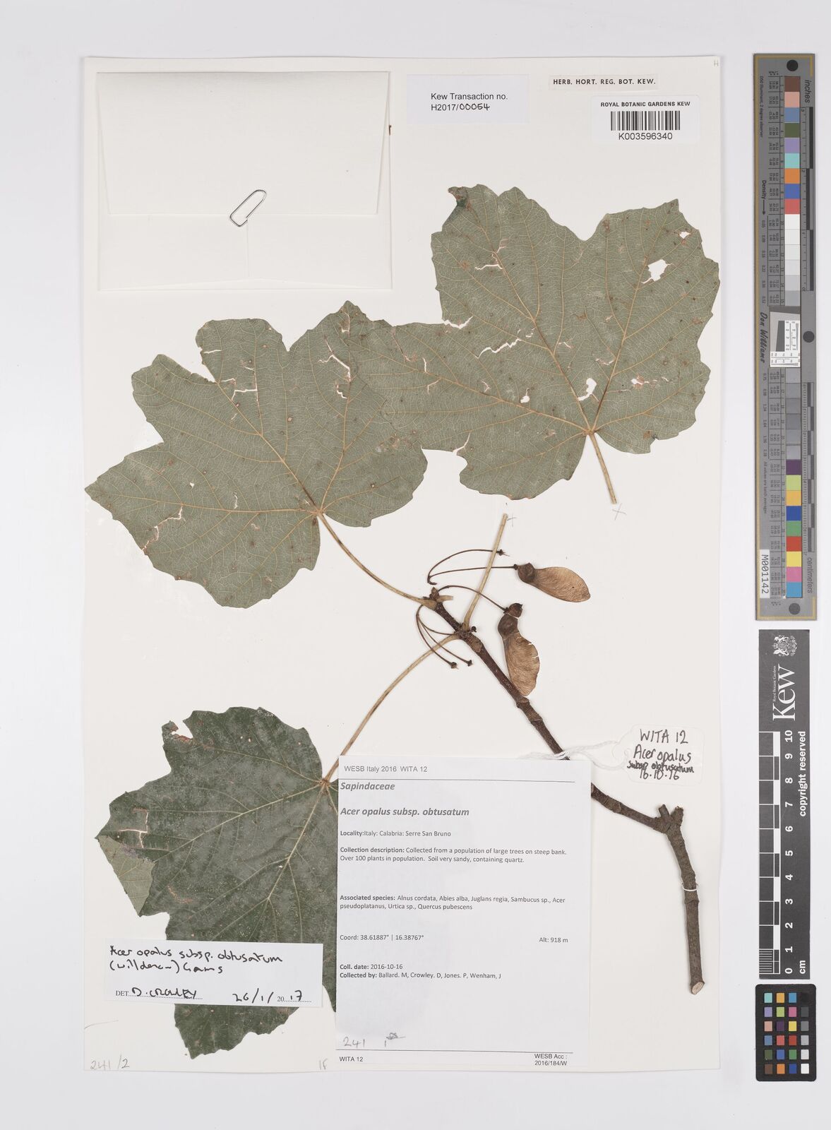 Acer opalus subsp. obtusatum (Waldst. & Kit. ex Willd.) Gams | Plants of the World Online | Kew ...
