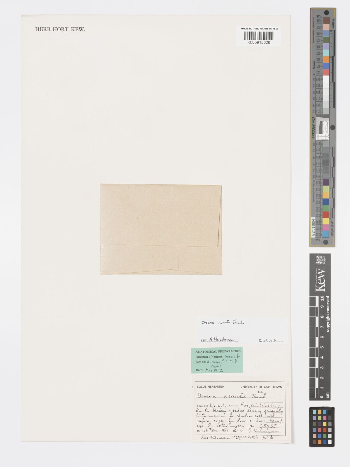 Drosera acaulis L.f. | Plants of the World Online | Kew Science