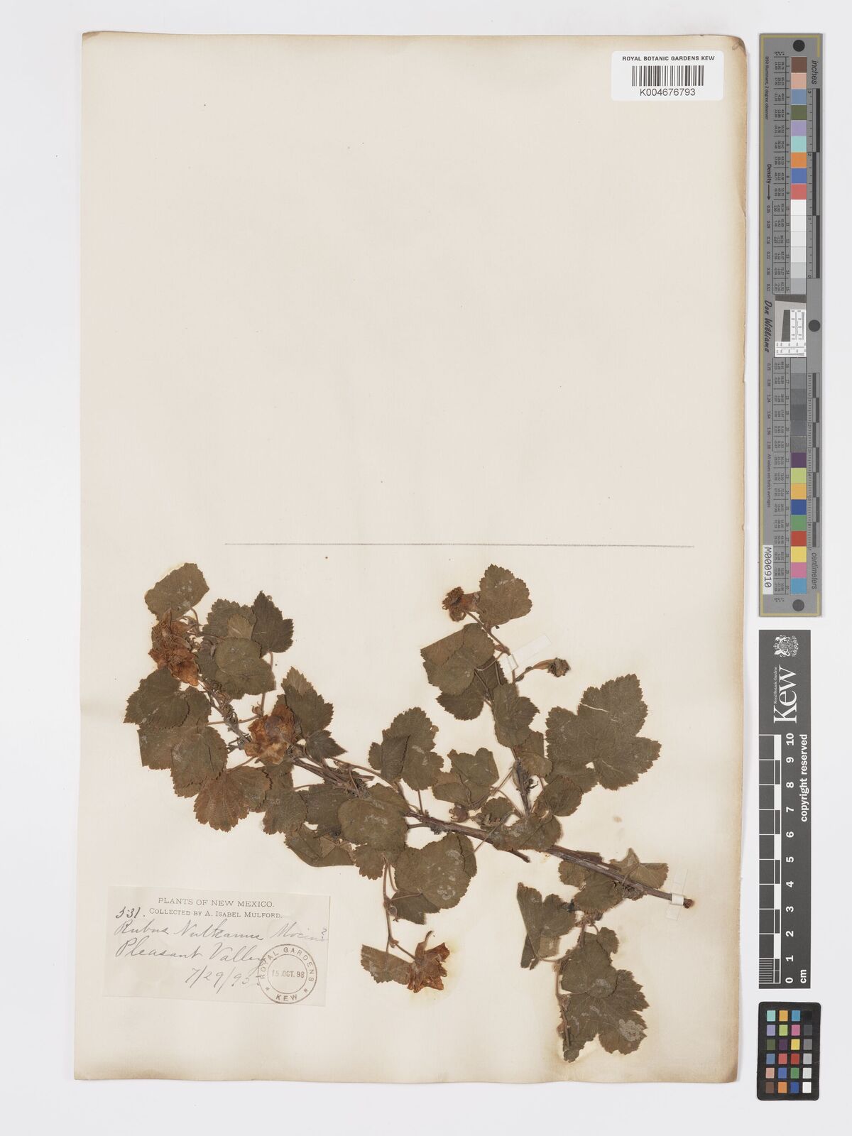 Rubus deliciosus var. neomexicanus (A.Gray) Kearney | Plants of the ...