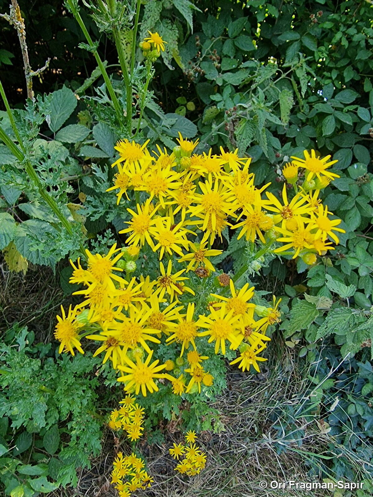 Jacobaea vulgaris Gaertn. | Plants of the World Online | Kew Science