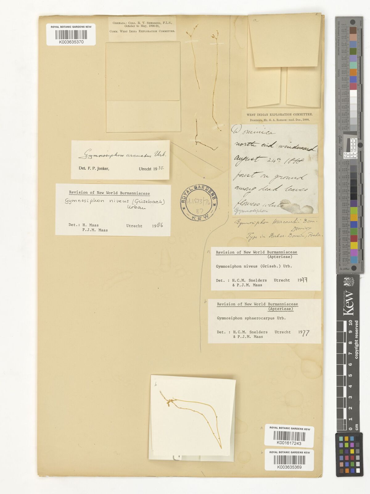 Gymnosiphon sphaerocarpus Urb. | Plants of the World Online | Kew Science