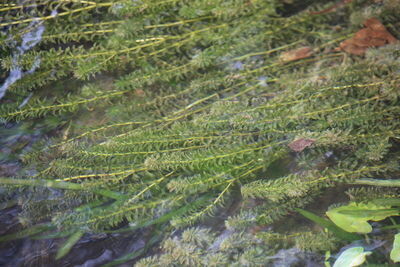 Hydrocharitaceae Juss. | Plants of the World Online | Kew Science