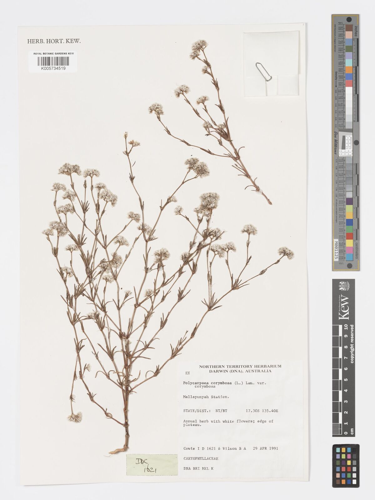 Polycarpaea corymbosa var. corymbosa | Plants of the World Online | Kew ...