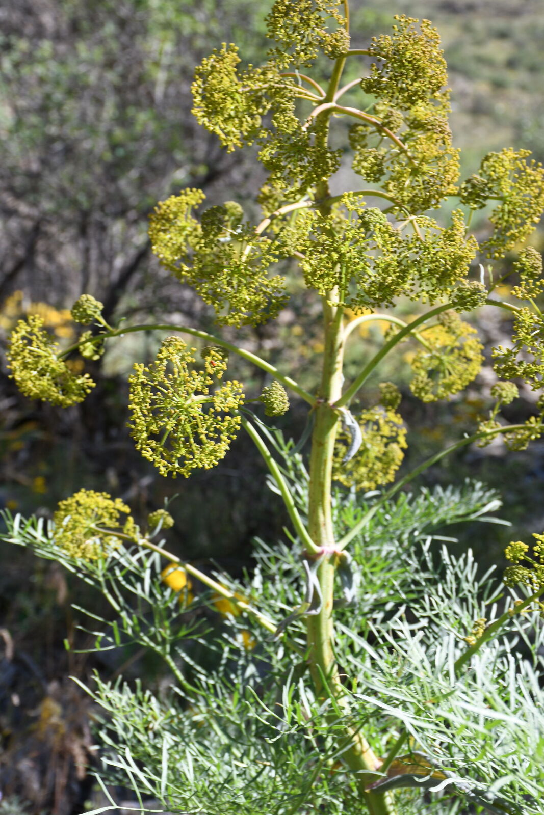 Ferula penninervis Regel & Schmalh. | Plants of the World Online | Kew ...