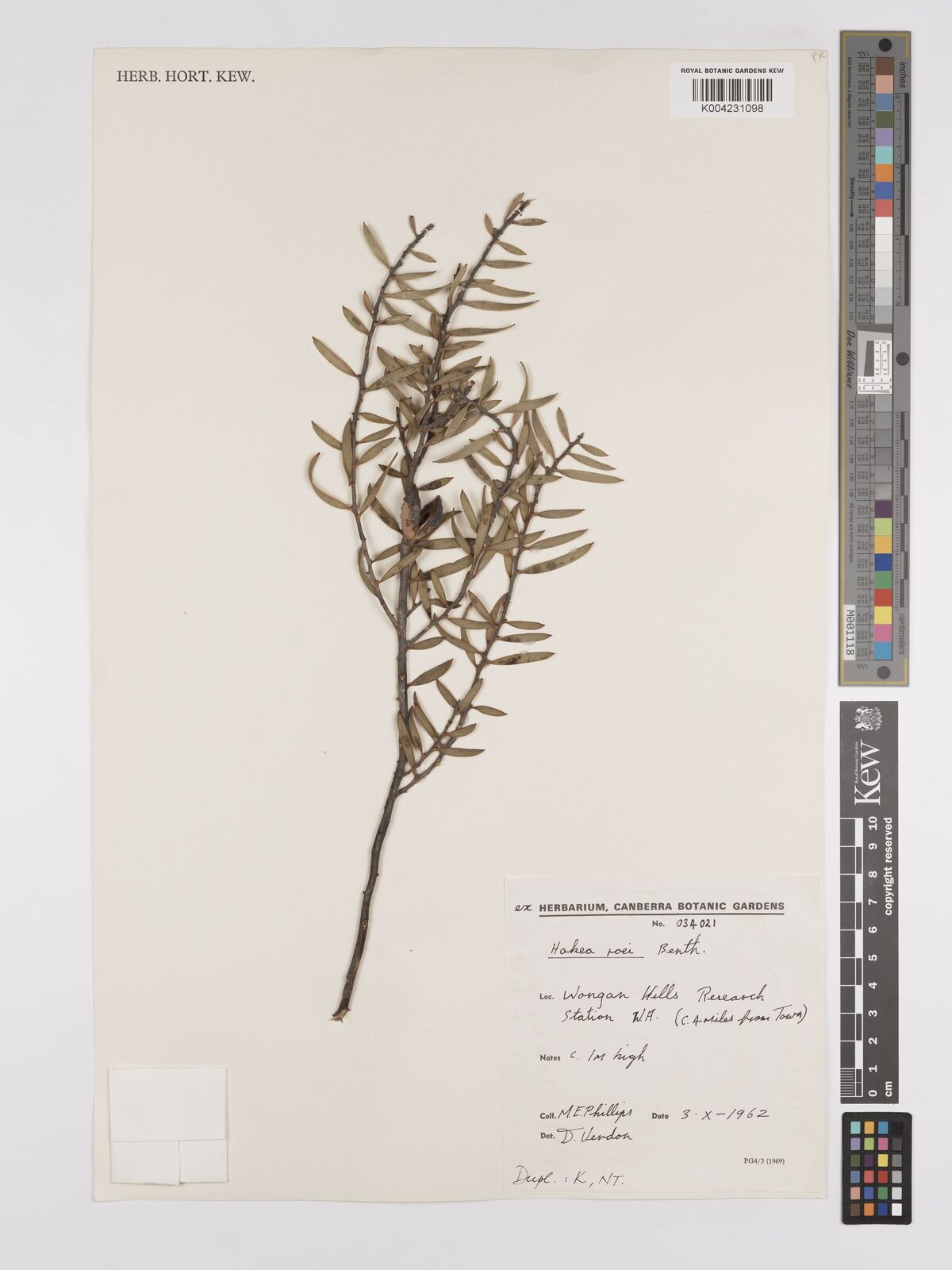 Hakea pandanicarpa subsp. pandanicarpa | Plants of the World Online ...