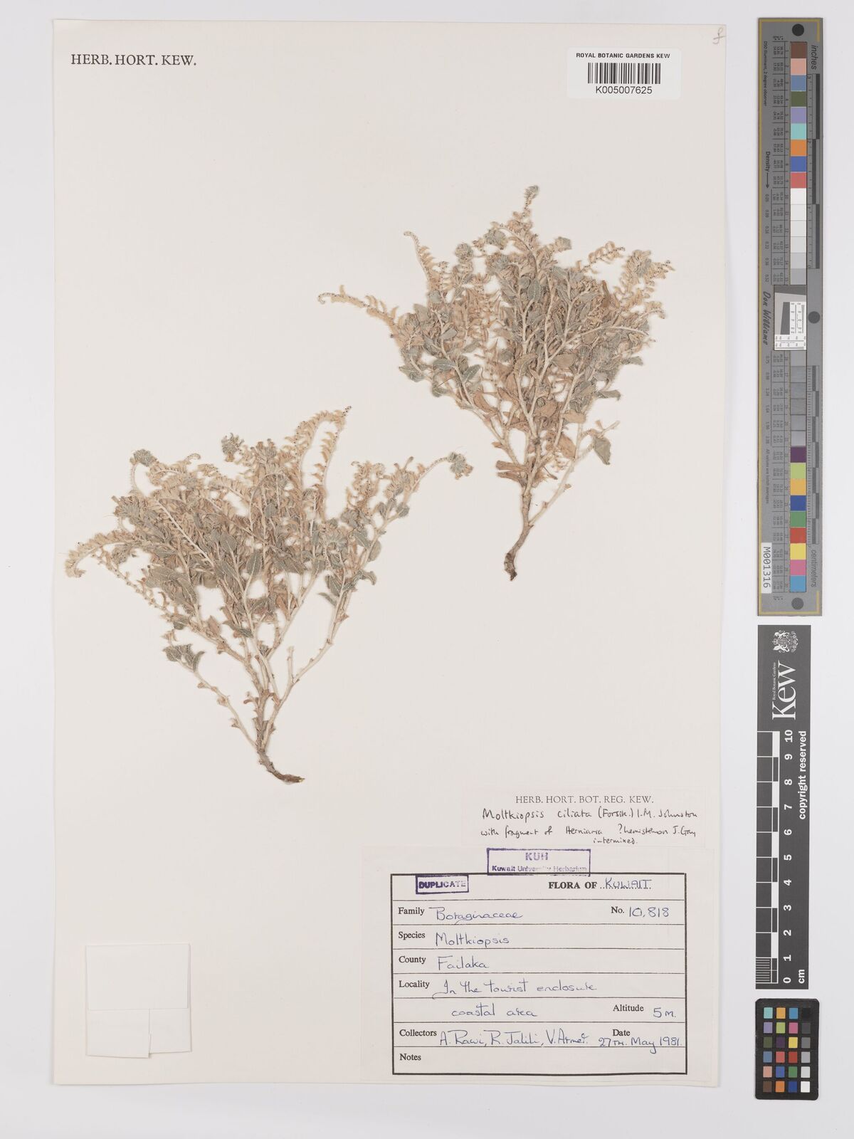 Moltkiopsis ciliata (Forssk.) I.M.Johnst. | Plants of the World Online ...