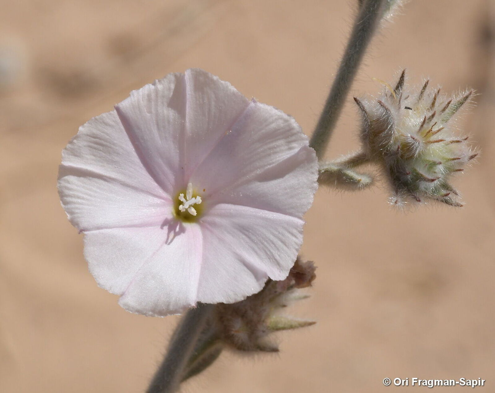 Convolvulus spicatus Peter ex Hallier f. | Plants of the World Online ...