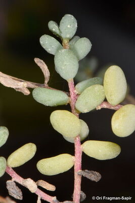 Suaeda vermiculata Forssk. ex J.F.Gmel. | Plants of the World Online ...