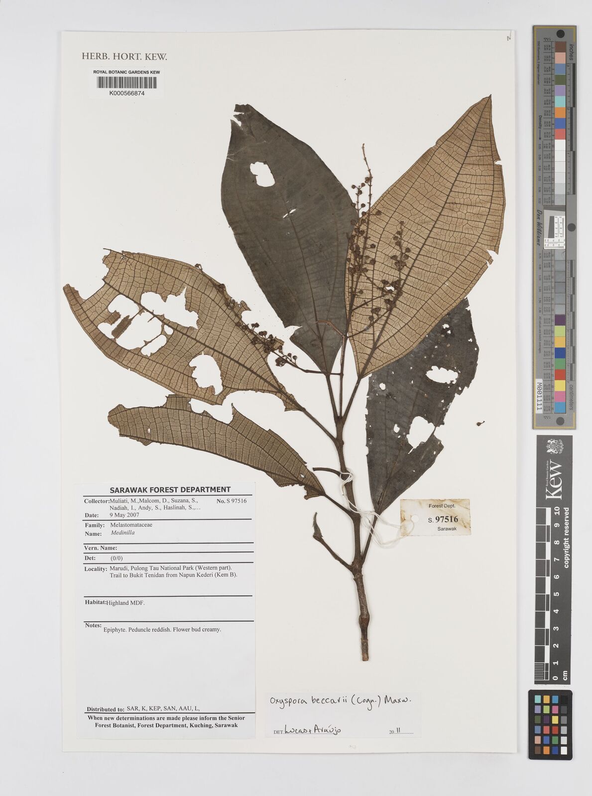 Oxyspora beccarii (Cogn.) J.F.Maxwell | Plants of the World Online ...