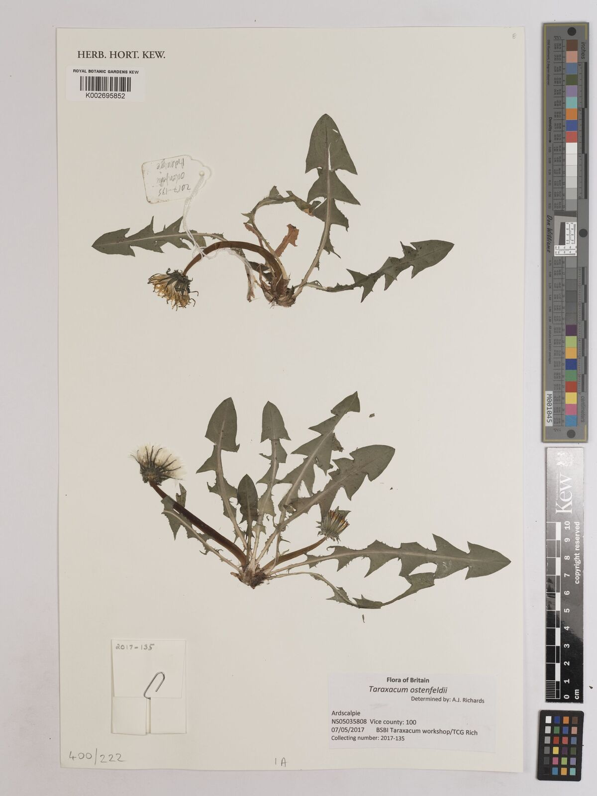 Taraxacum ostenfeldii Raunk. | Plants of the World Online | Kew Science