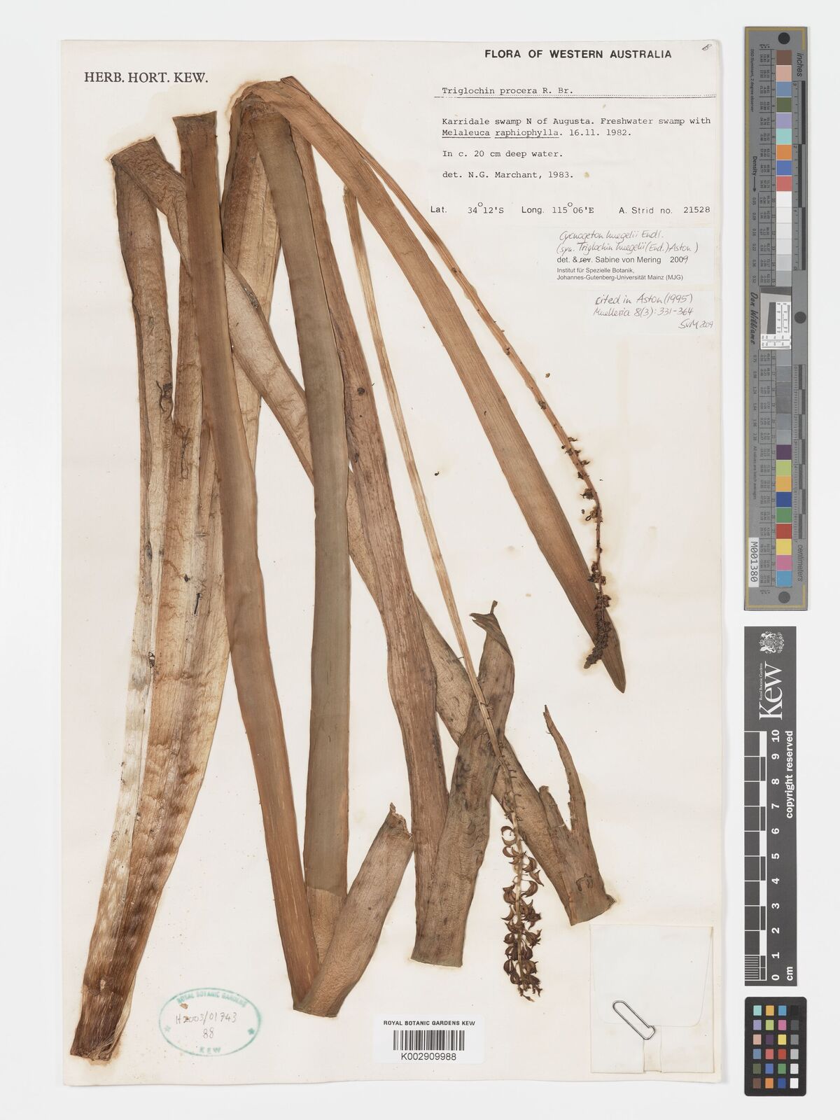 Cycnogeton huegelii Endl. | Plants of the World Online | Kew Science