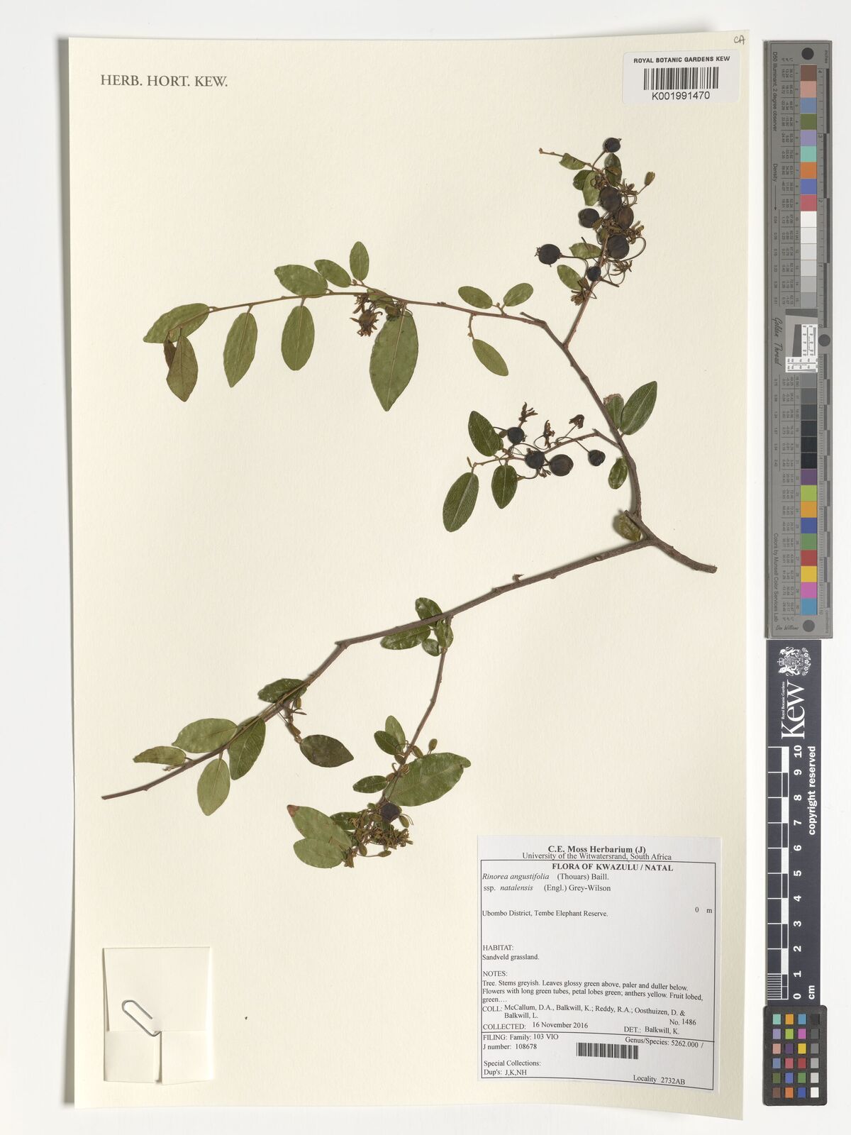 Rinorea angustifolia subsp. natalensis (Engl.) Grey-Wilson | Plants of ...