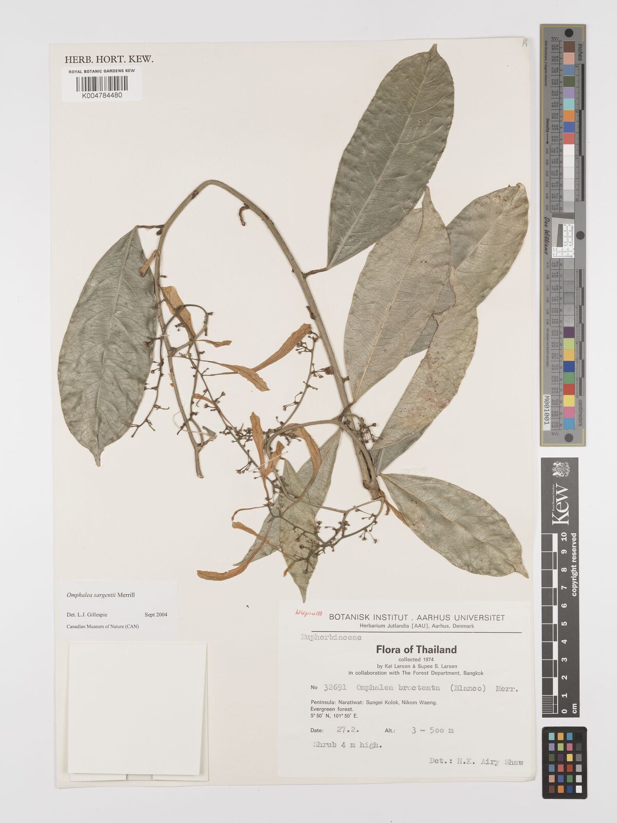 Omphalea L. | Plants of the World Online | Kew Science