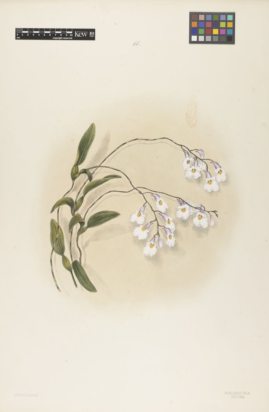 Rodriguezia decora (Lem.) Rchb.f. | Plants of the World Online | Kew ...