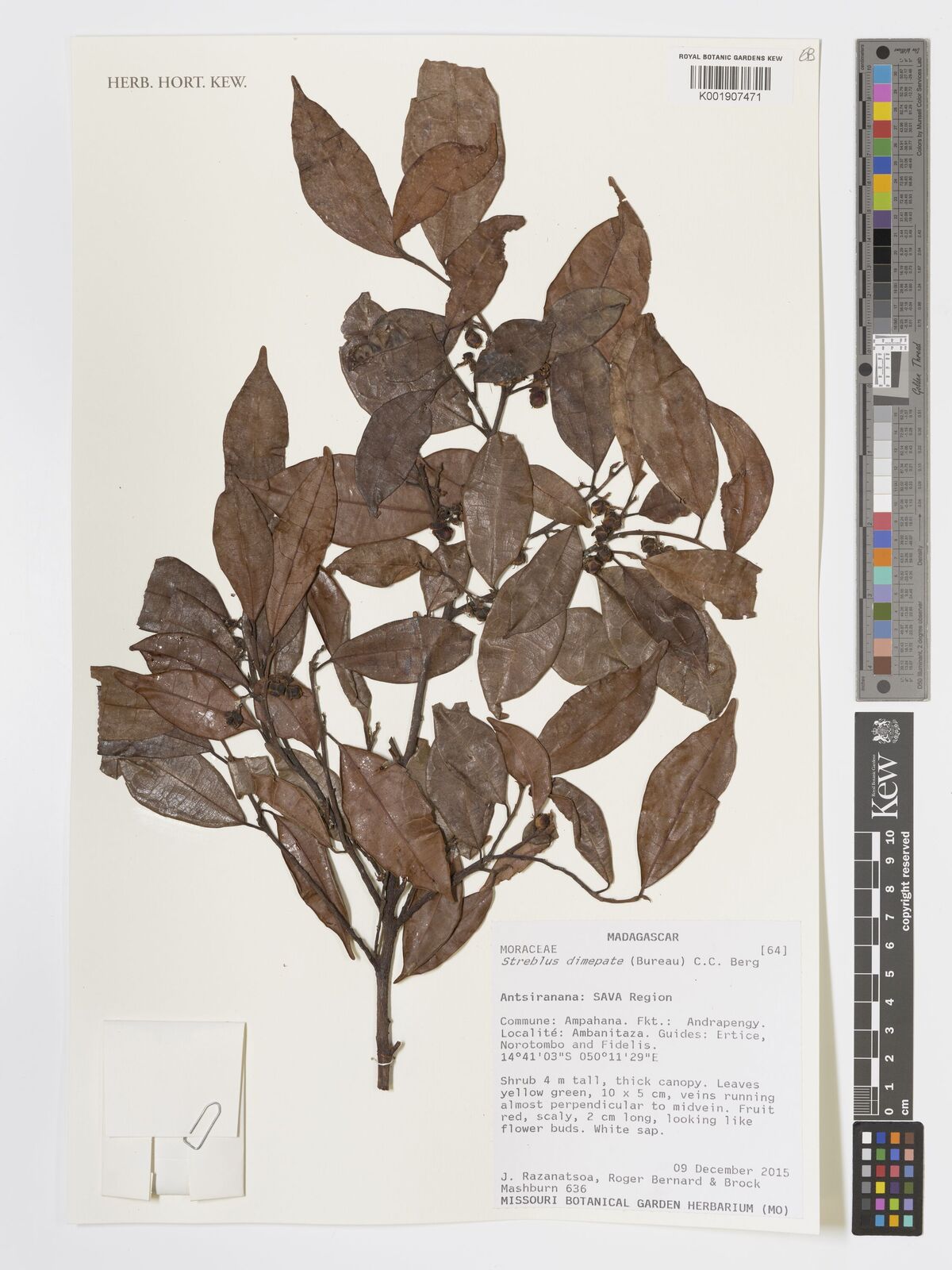 Ampalis dimepate (Bureau) E.M.Gardner | Plants of the World Online ...