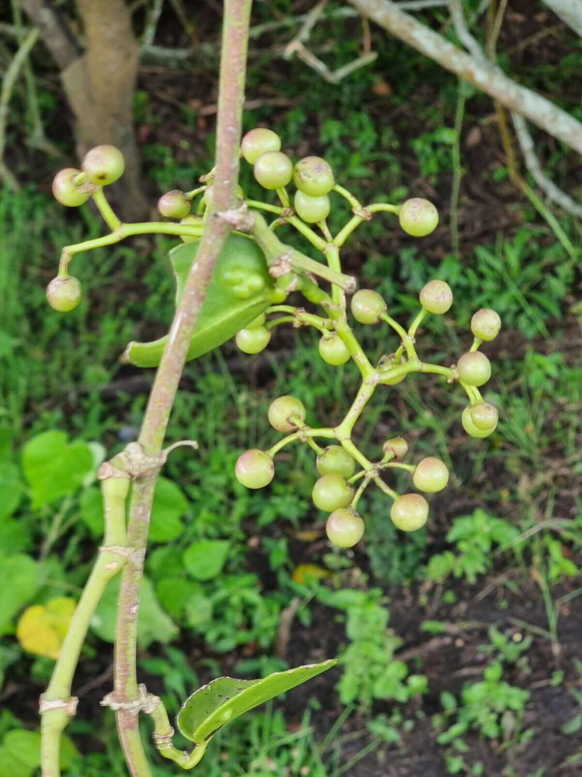 Cissus rotundifolia Lam. | Plants of the World Online | Kew Science