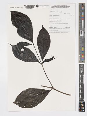 Rothmannia Thunb. | Plants of the World Online | Kew Science
