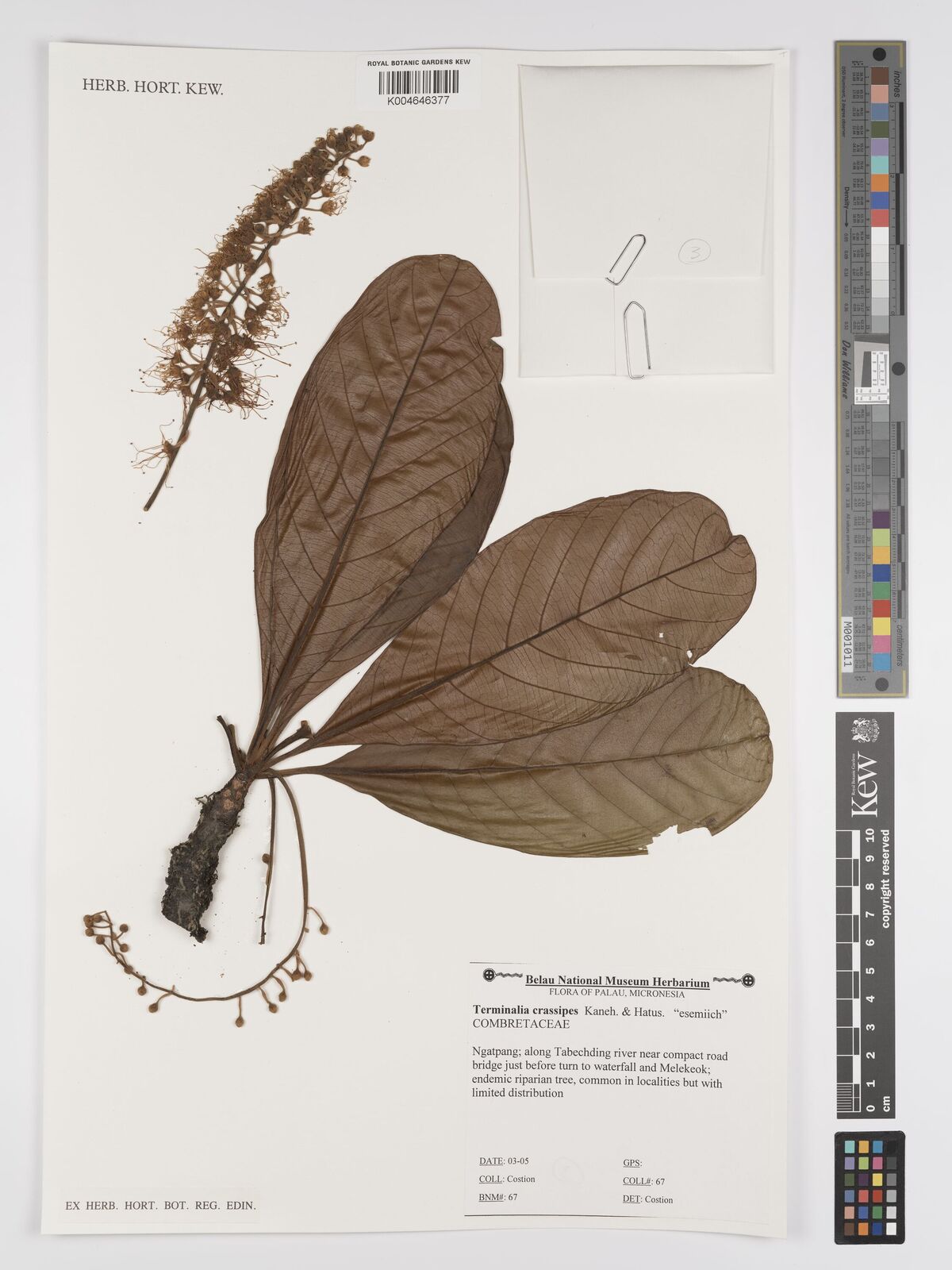 Terminalia crassipes Kaneh. & Hatus. | Plants of the World Online | Kew ...