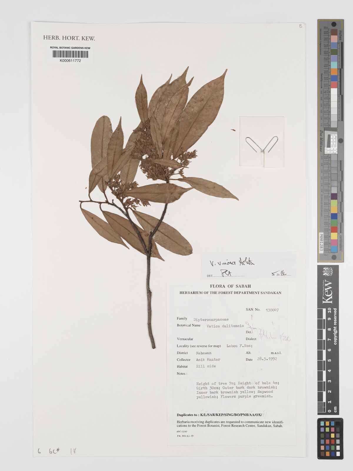 Vatica dulitensis Symington | Plants of the World Online | Kew Science