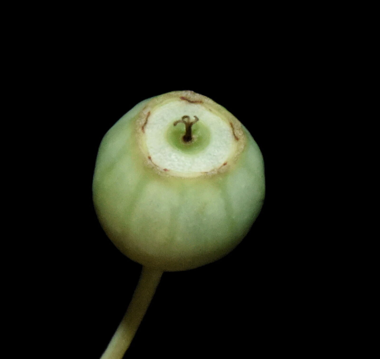 Helinus integrifolius (Lam.) Kuntze | Plants of the World Online | Kew ...