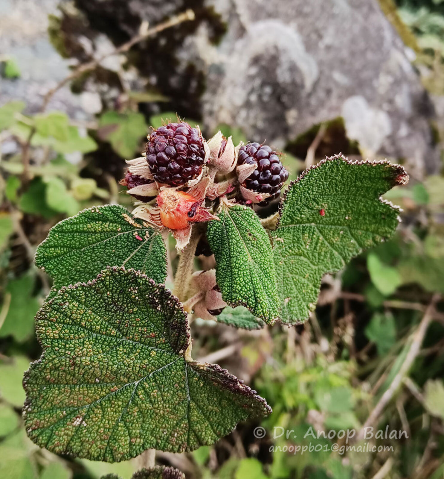 Rubus rugosus Sm. | Plants of the World Online | Kew Science