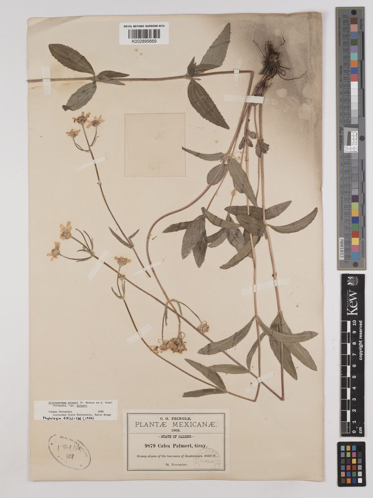 Alloispermum palmeri var. palmeri | Plants of the World Online | Kew ...