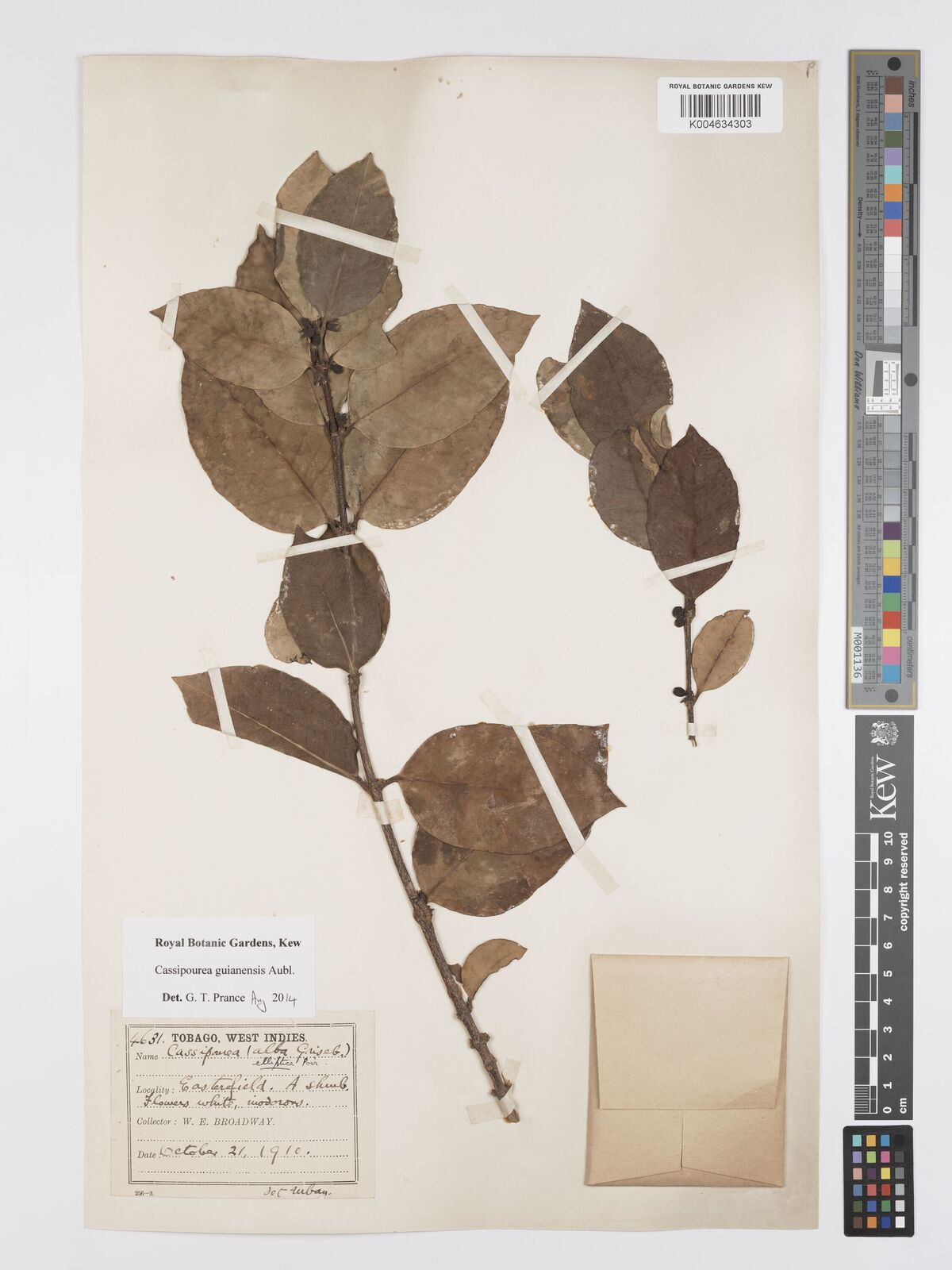 Cassipourea guianensis var. guianensis | Plants of the World Online ...