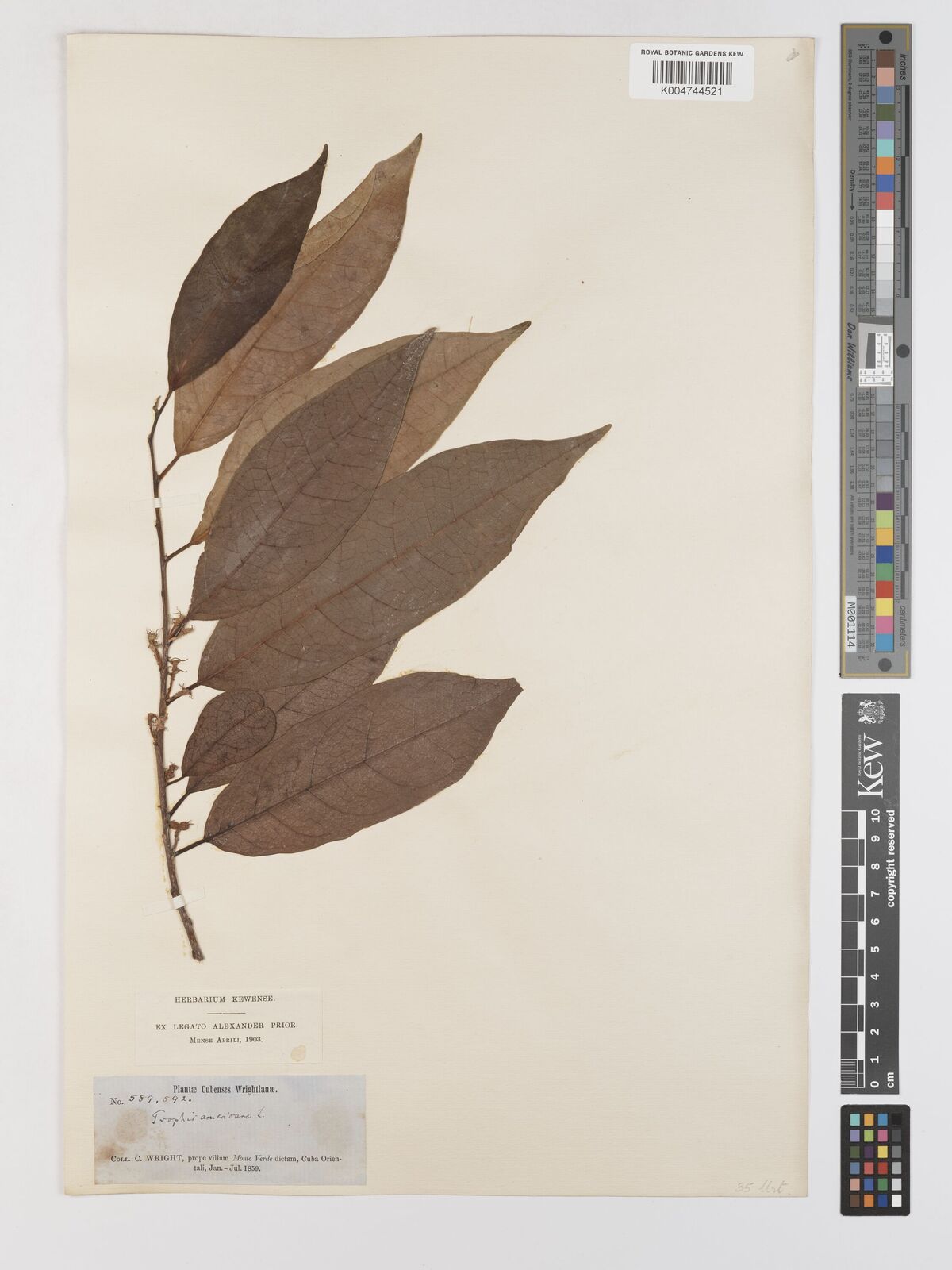Trophis racemosa (L.) Urb. | Plants of the World Online | Kew Science