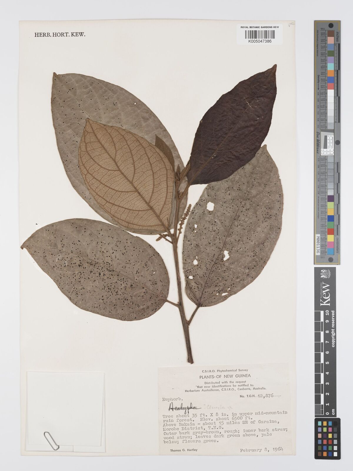 Claoxylon lutescens Pax & K.Hoffm. | Plants of the World Online | Kew ...