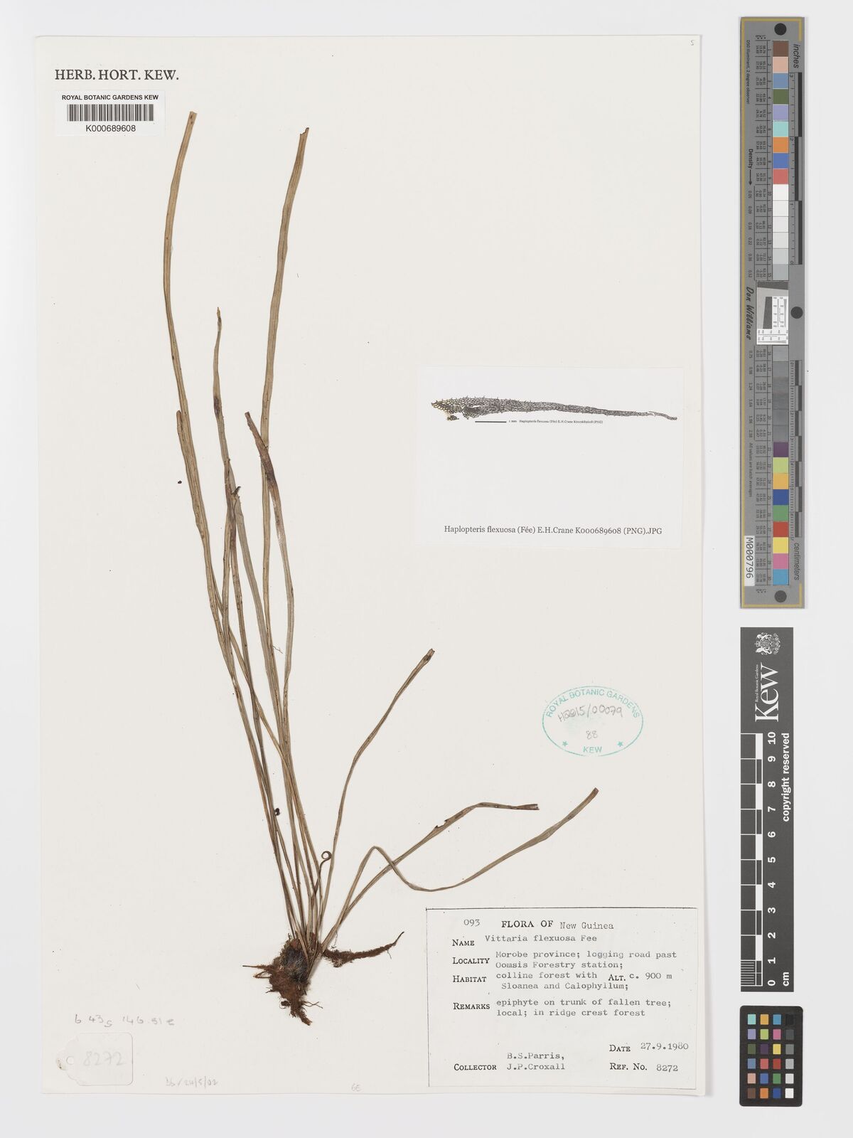 Haplopteris flexuosa (Fée) E.H.Crane | Plants of the World Online | Kew ...