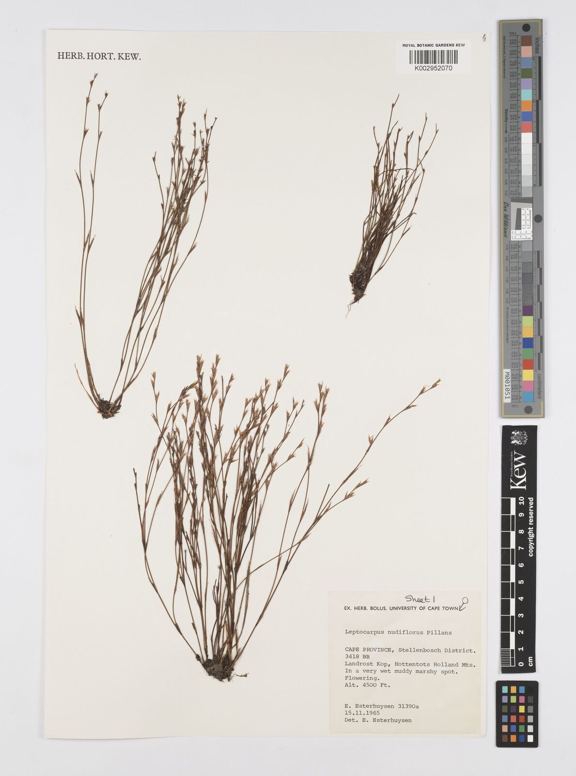 Restio nudiflorus (Pillans) H.P.Linder & C.R.Hardy | Plants of the ...
