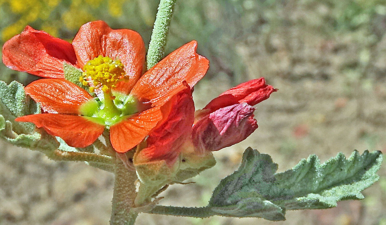 Sphaeralcea fendleri var. fendleri | Plants of the World Online | Kew ...