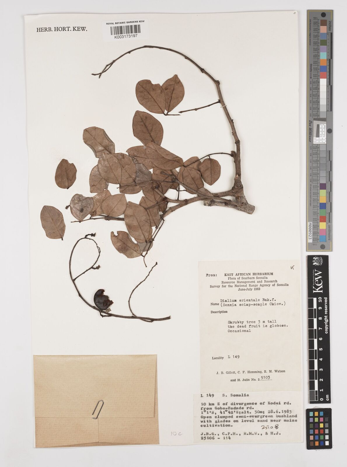 Dialium orientale Baker f. | Plants of the World Online | Kew Science