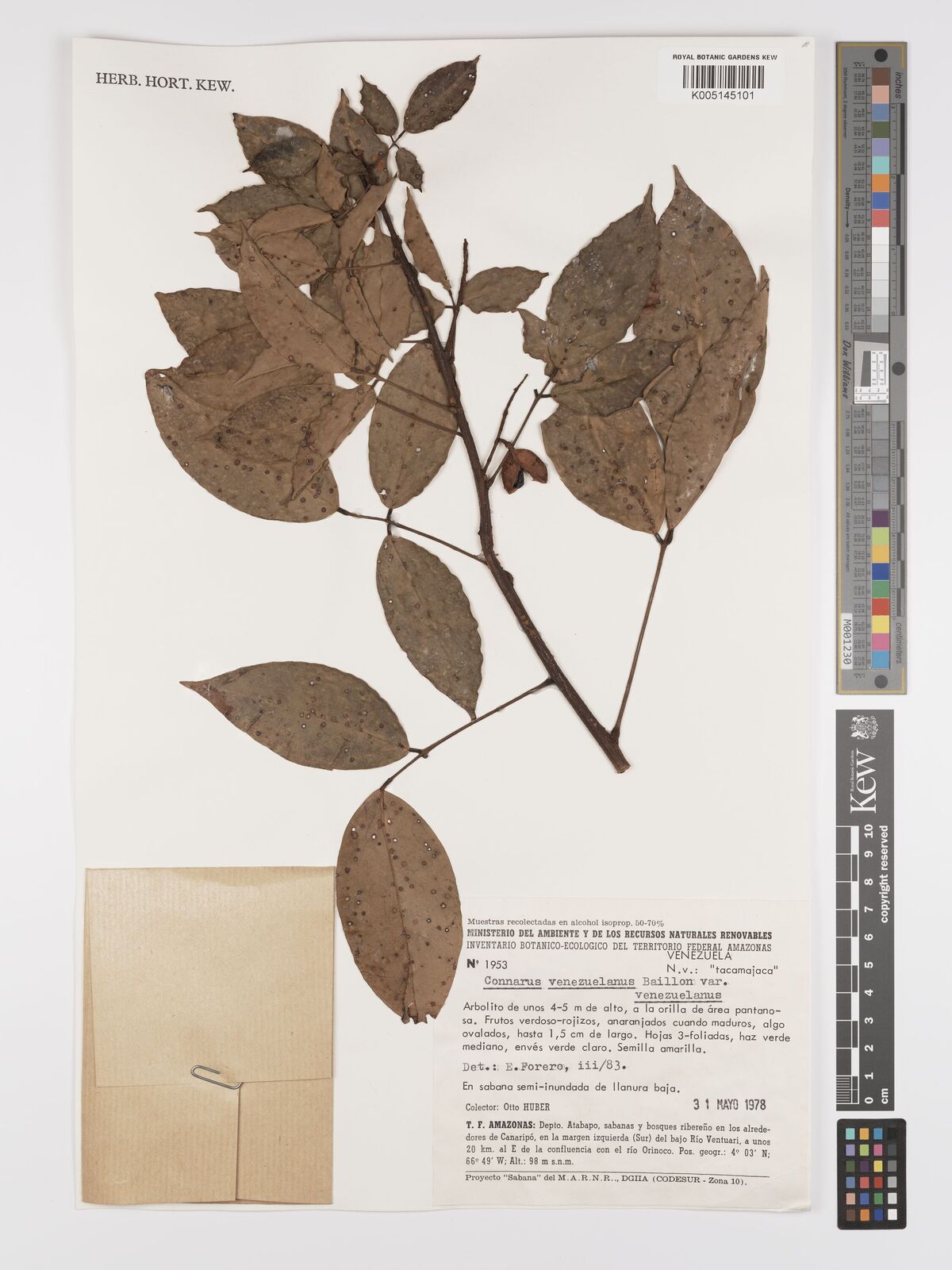 Connarus venezuelanus var. venezuelanus | Plants of the World Online ...