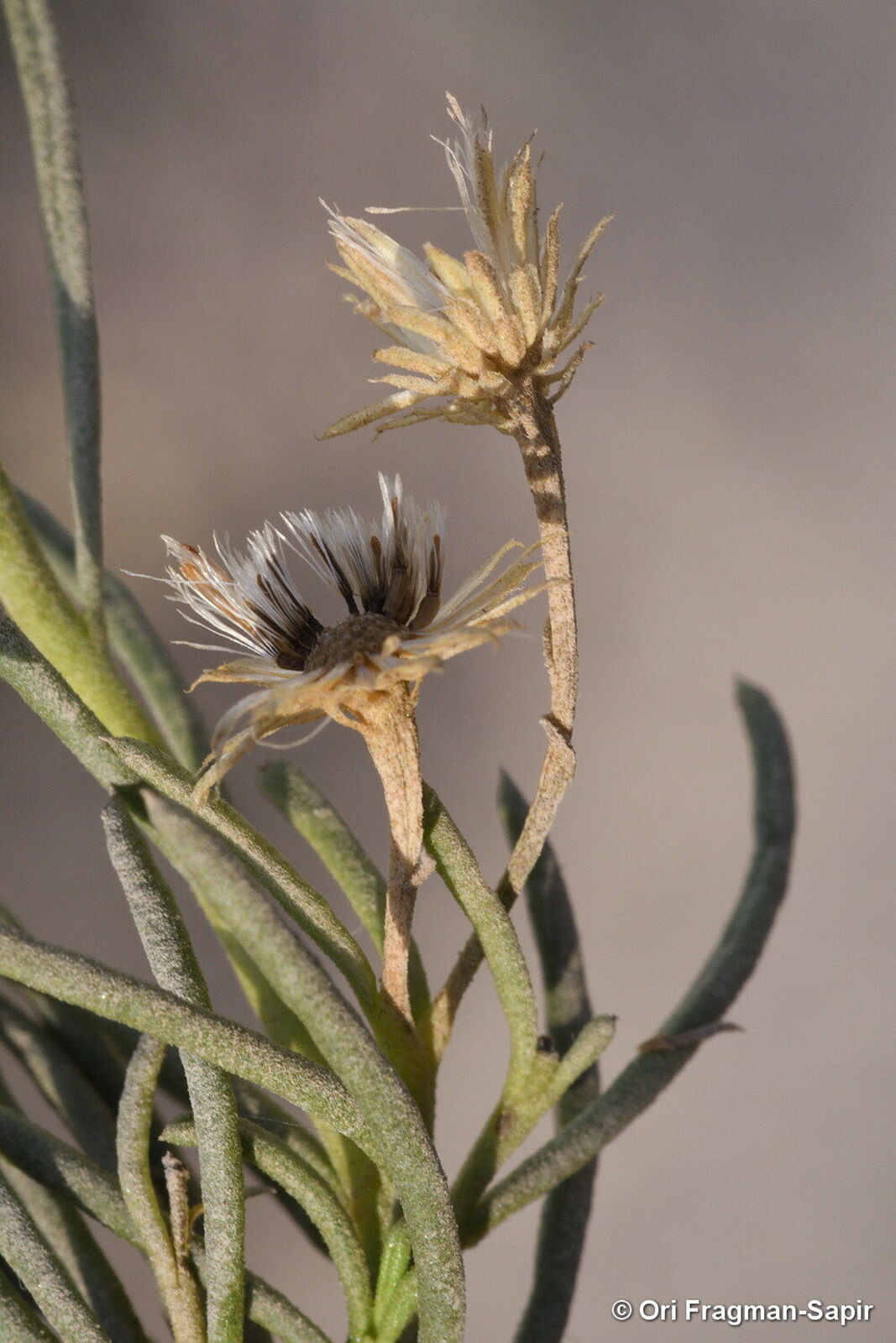 Pulicaria glutinosa (Boiss.) Jaub. & Spach | Plants of the World Online ...