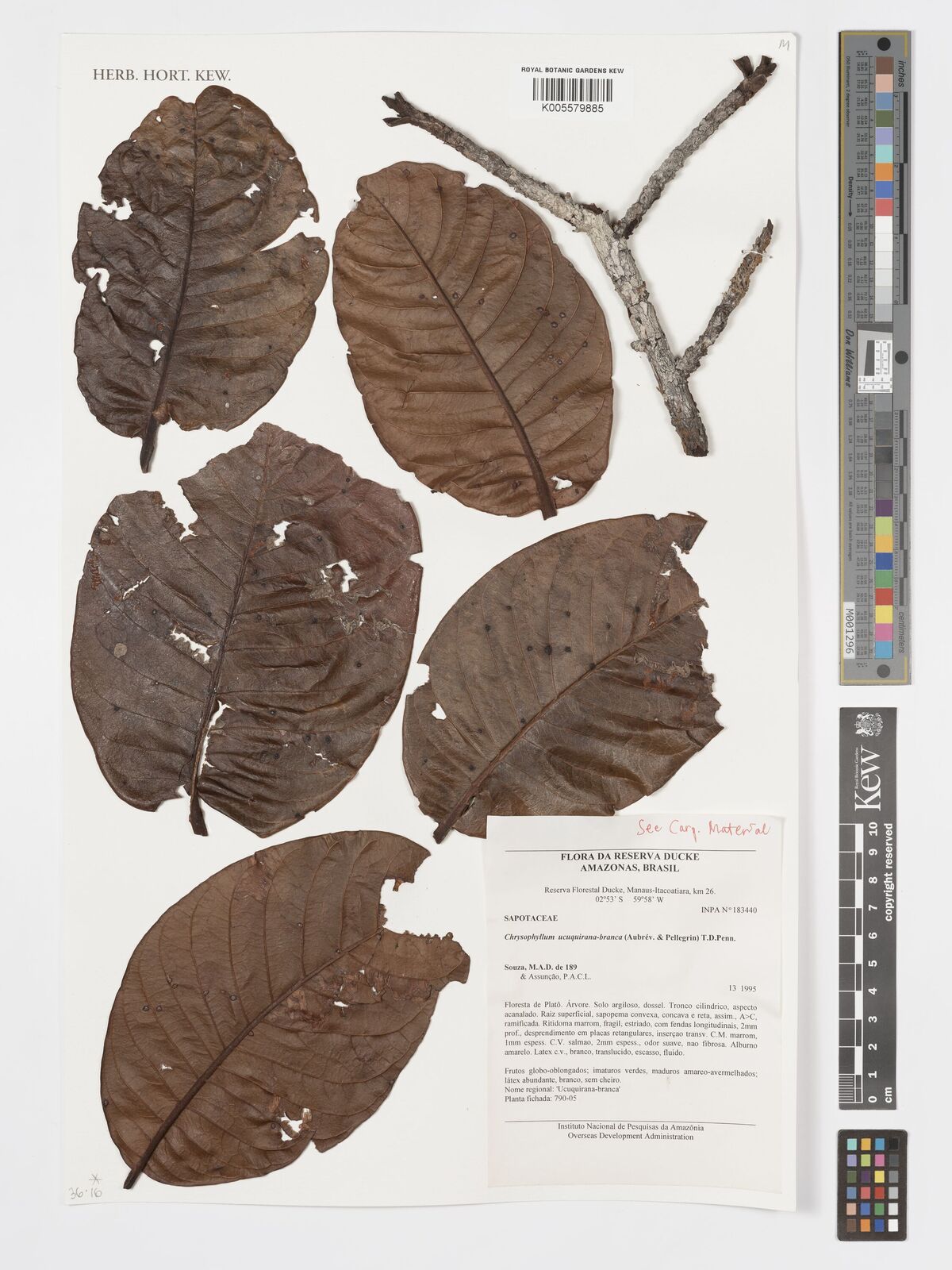 Ragala ucuquirana-branca (Aubrév. & Pellegr.) W.A.Rodrigues | Plants of ...