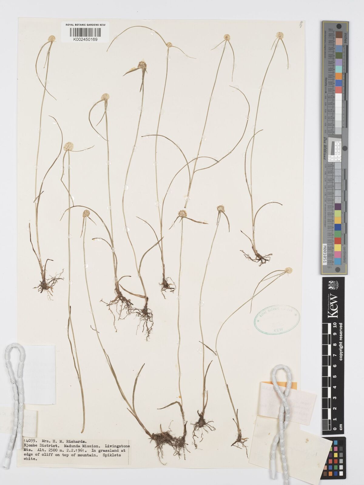 Cyperus albogracilis (Lye) Lye | Plants of the World Online | Kew Science