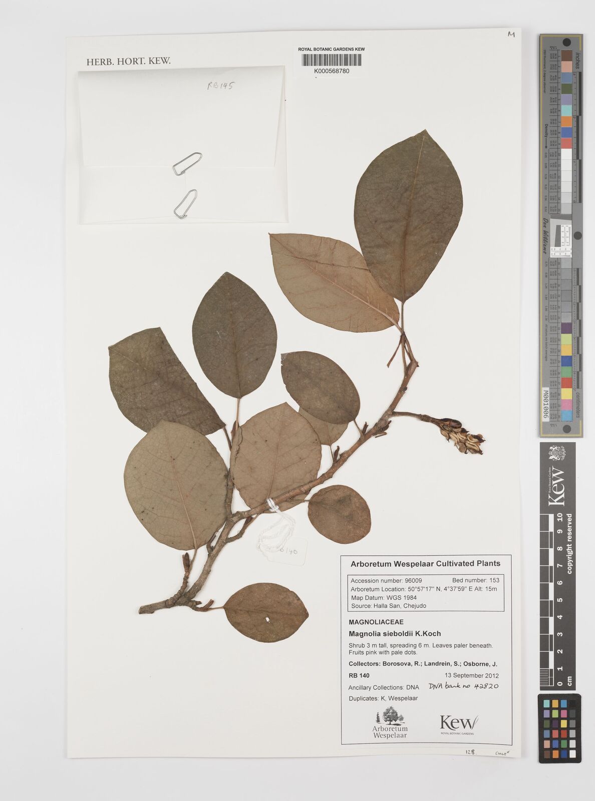 Magnolia sieboldii K.Koch | Plants of the World Online | Kew Science