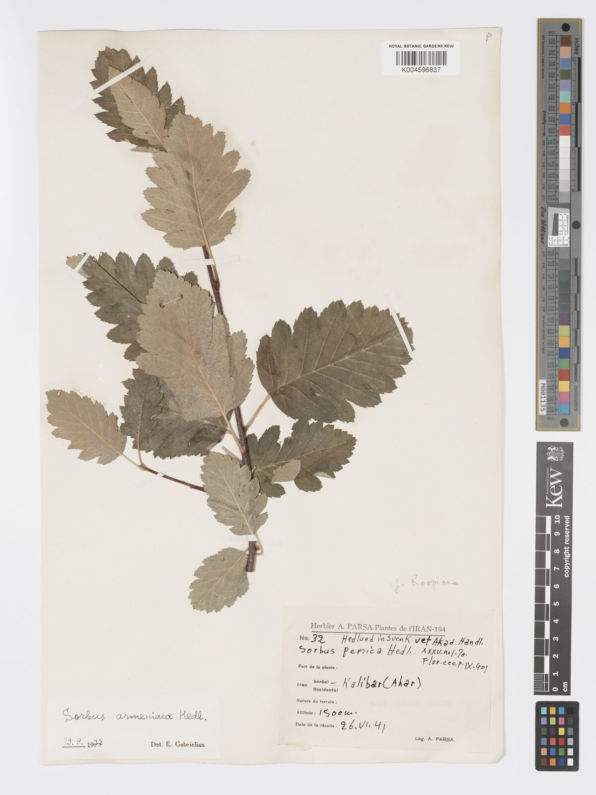 Hedlundia armeniaca (Hedl.) Mezhenskyj | Plants of the World Online ...