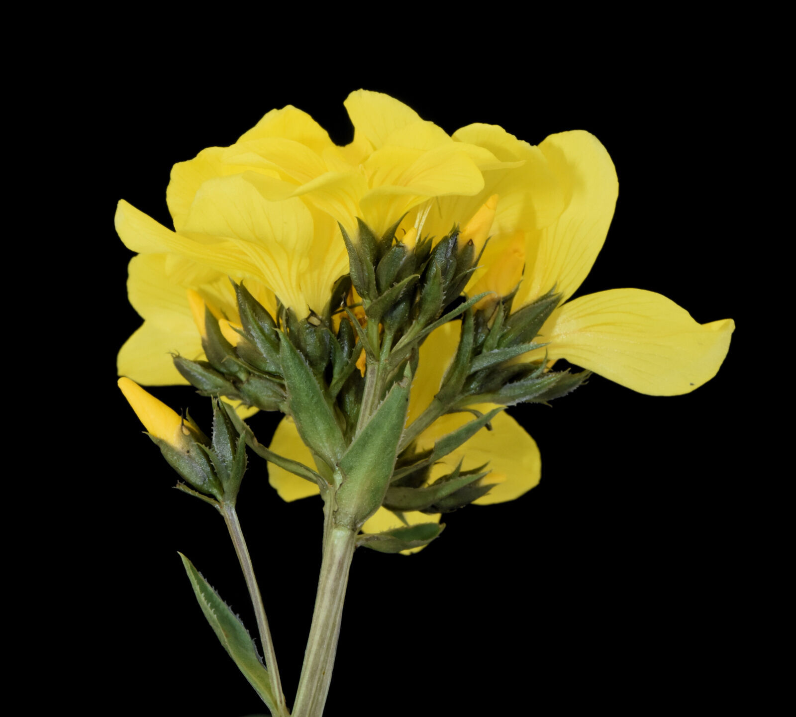 Linum capitatum subsp. capitatum | Plants of the World Online | Kew Science