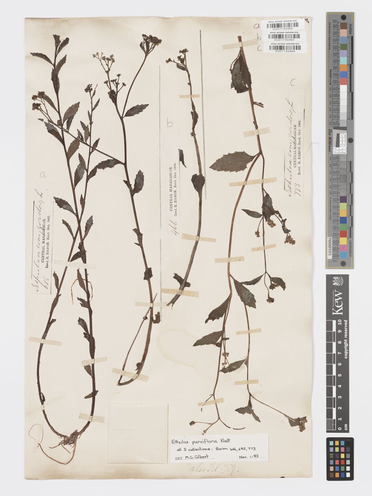 Ethulia conyzoides subsp. conyzoides | Plants of the World Online | Kew ...